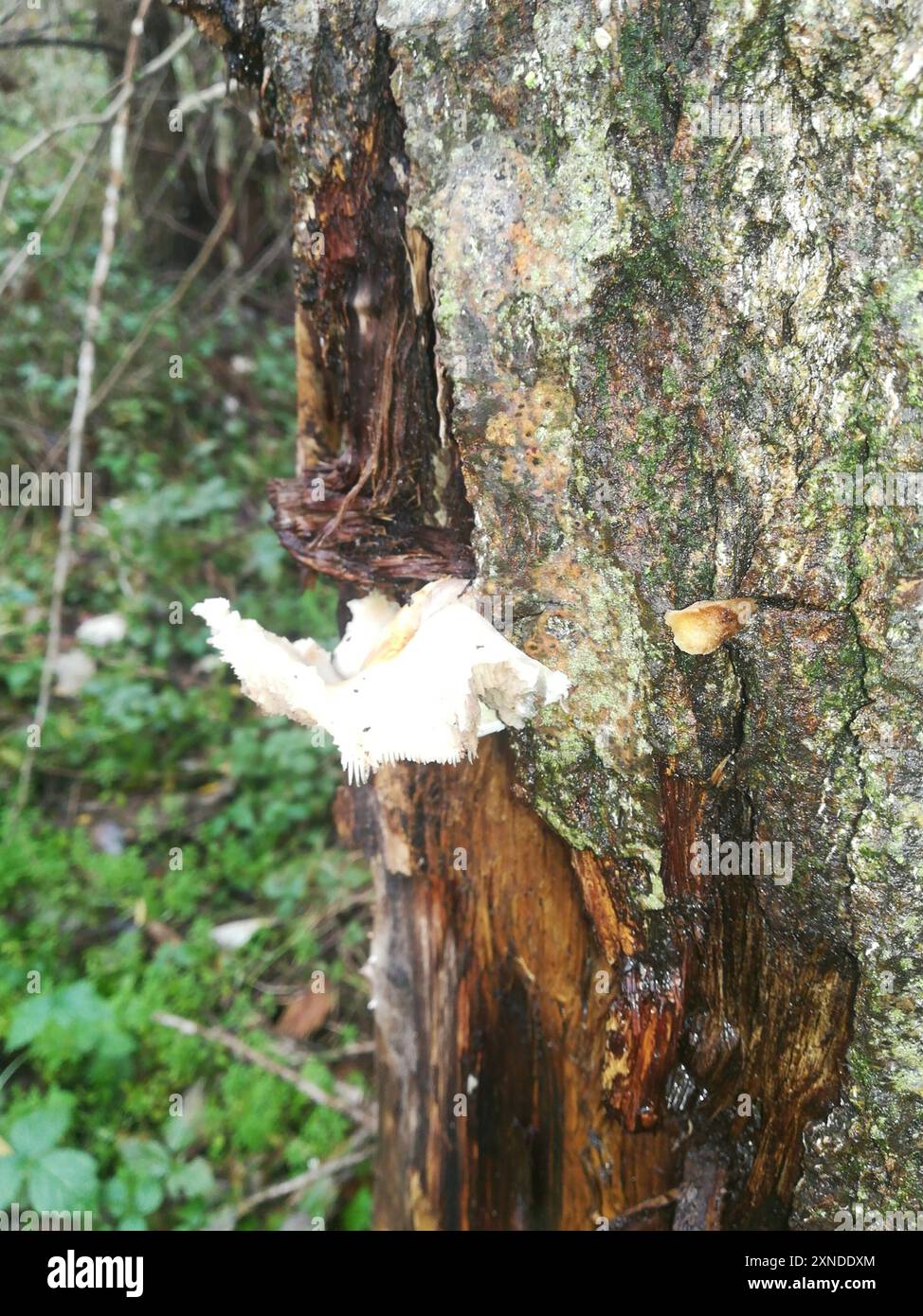 Poplar Fieldcap (Cyclocybe cylindracea) Fungi Stock Photo - Alamy