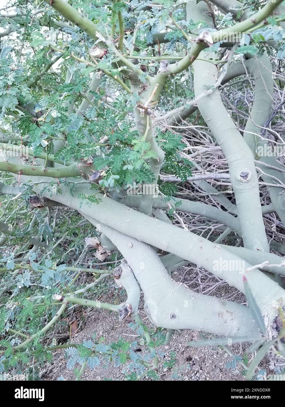 palo brea (Parkinsonia praecox) Plantae Stock Photo - Alamy
