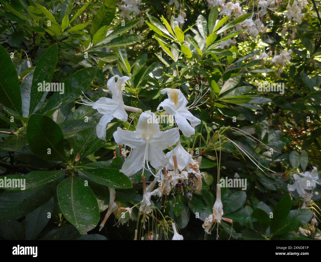 western azalea (Rhododendron occidentale) Plantae Stock Photo - Alamy