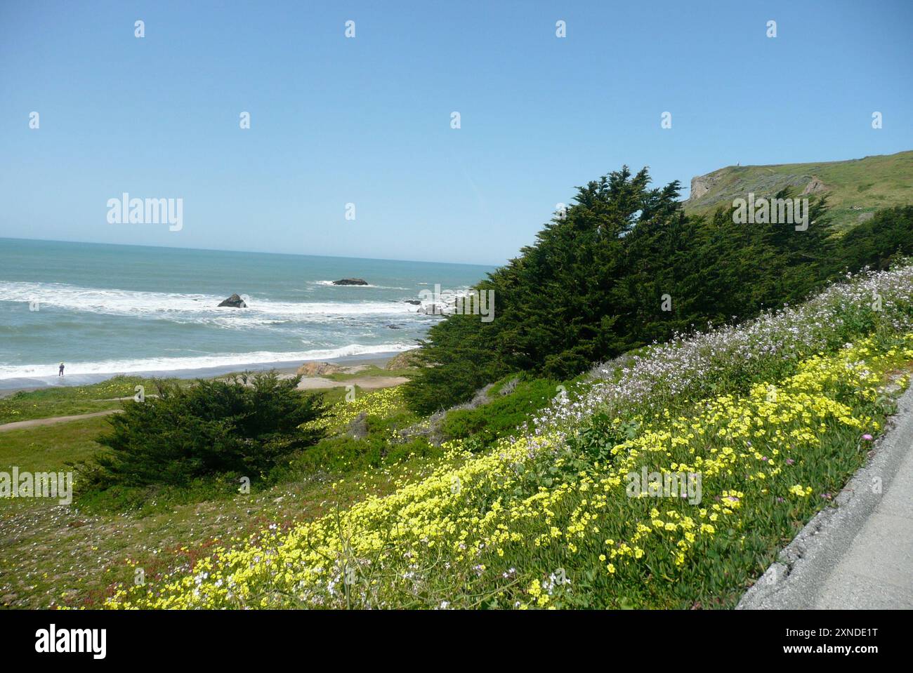 Bermuda buttercup (Oxalis pes-caprae) Plantae Stock Photo - Alamy