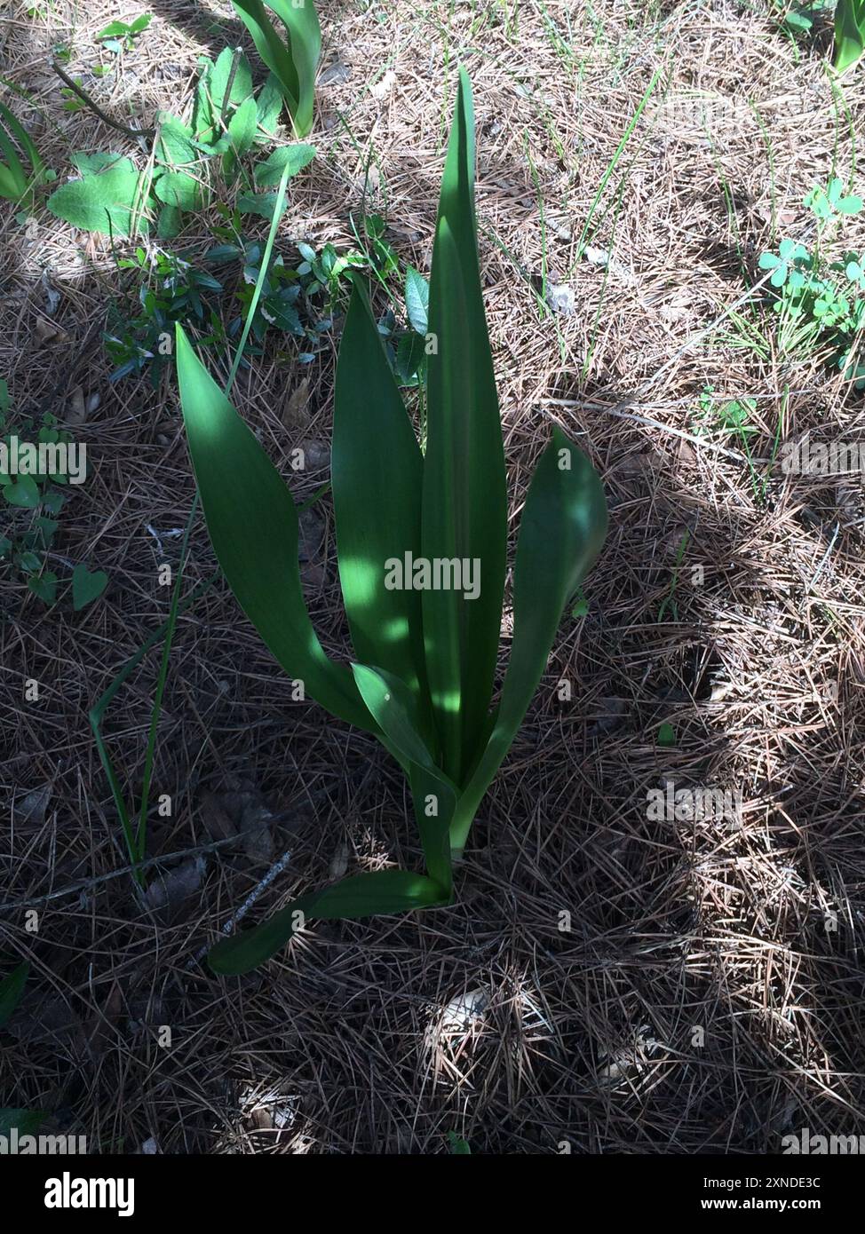 monocots (Liliopsida) Plantae Stock Photo - Alamy