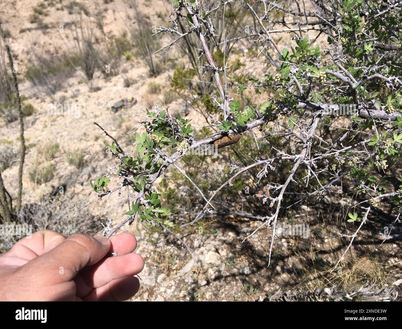 little leaf sumac (Rhus microphylla) Plantae Stock Photo - Alamy