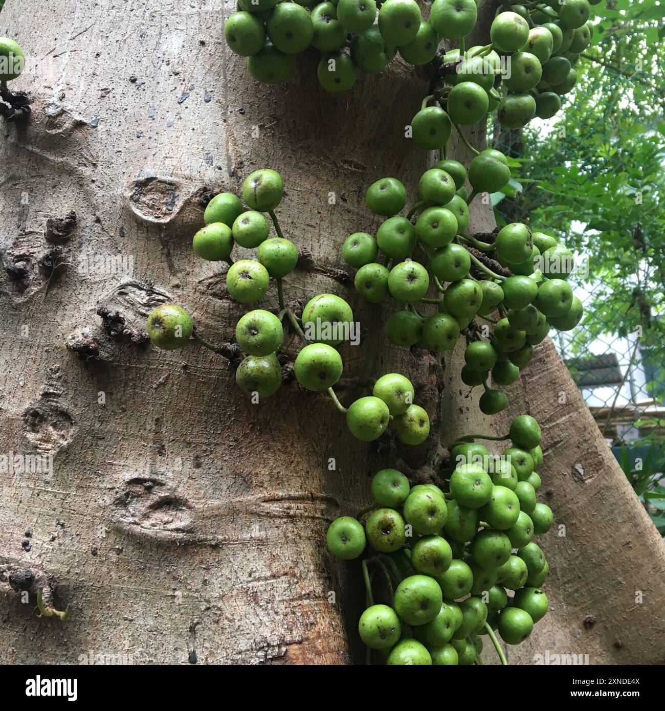 Common Red-stem Fig (Ficus variegata) Plantae Stock Photo - Alamy