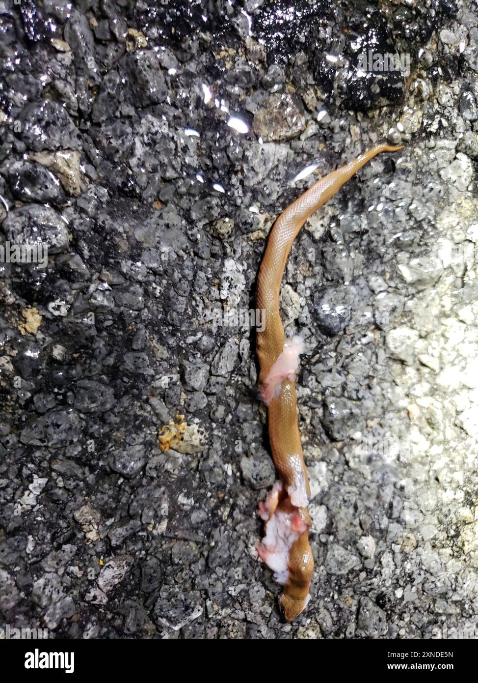 Smooth Earthsnake (Virginia valeriae) Reptilia Stock Photo - Alamy