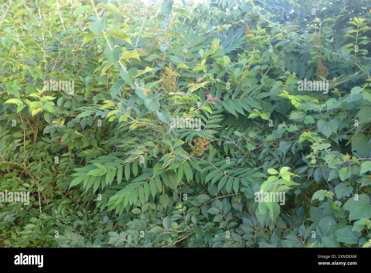 smooth sumac (Rhus glabra) Plantae Stock Photo - Alamy