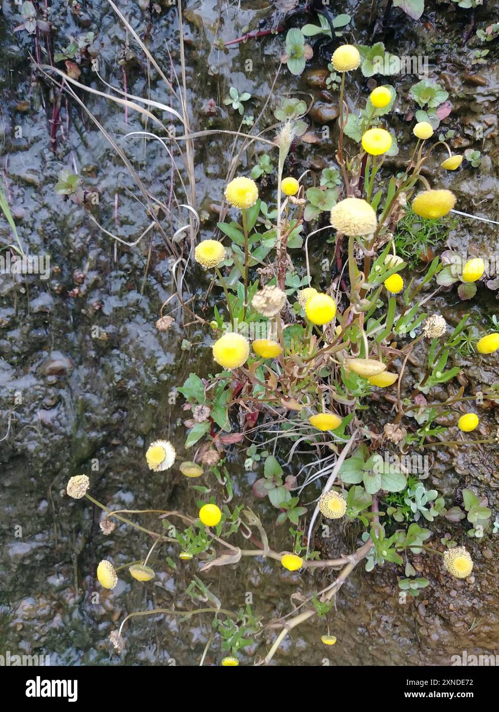 Brass Buttons (Cotula coronopifolia) Plantae Stock Photo - Alamy