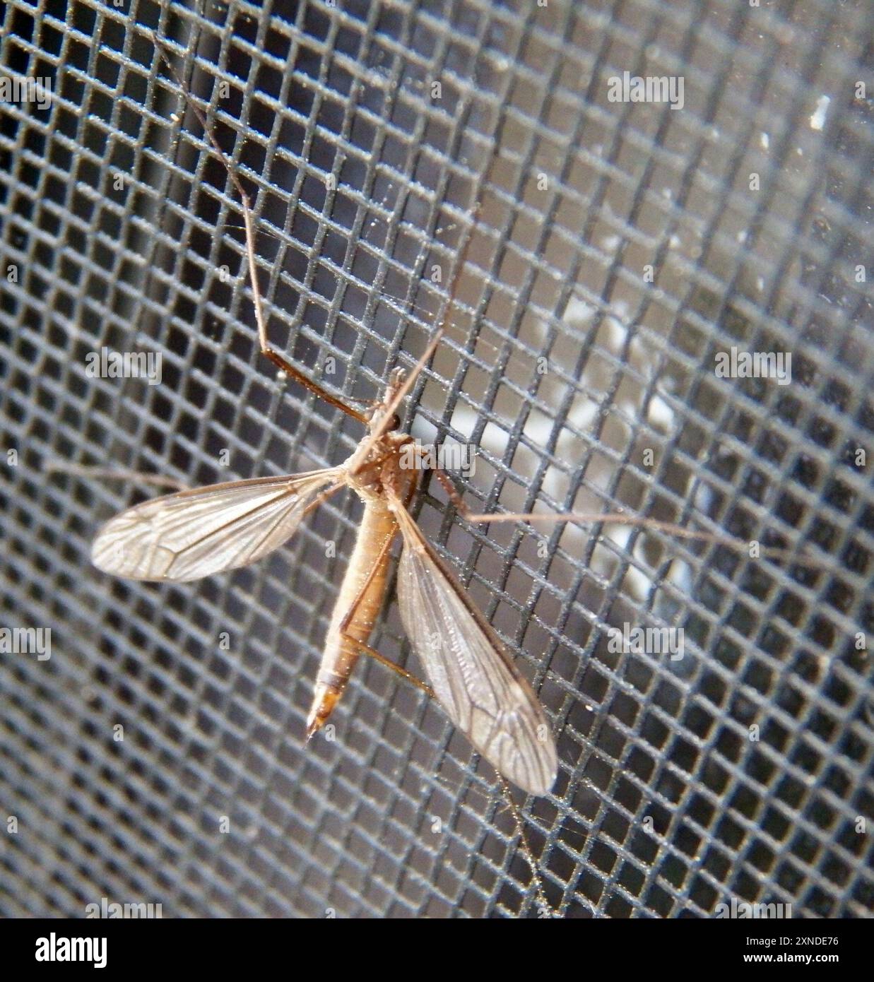 Common Crane Flies (Tipula) Insecta Stock Photo - Alamy