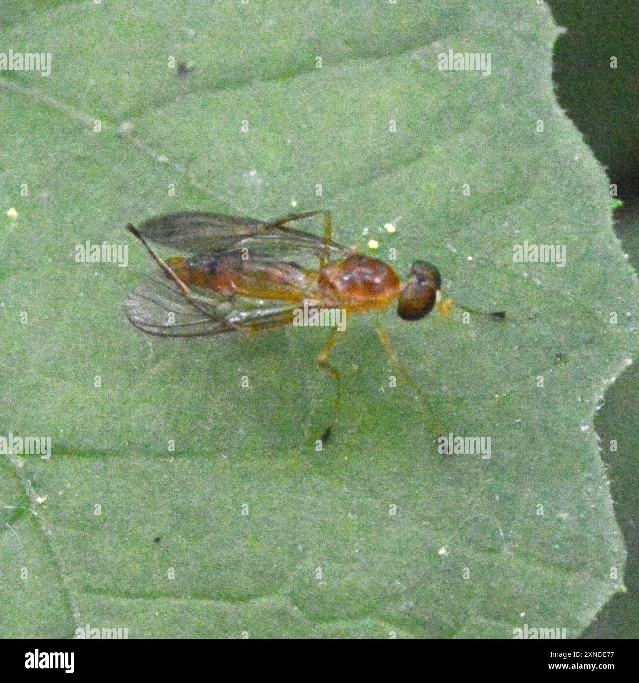 Compost Fly (Ptecticus trivittatus) Insecta Stock Photo - Alamy