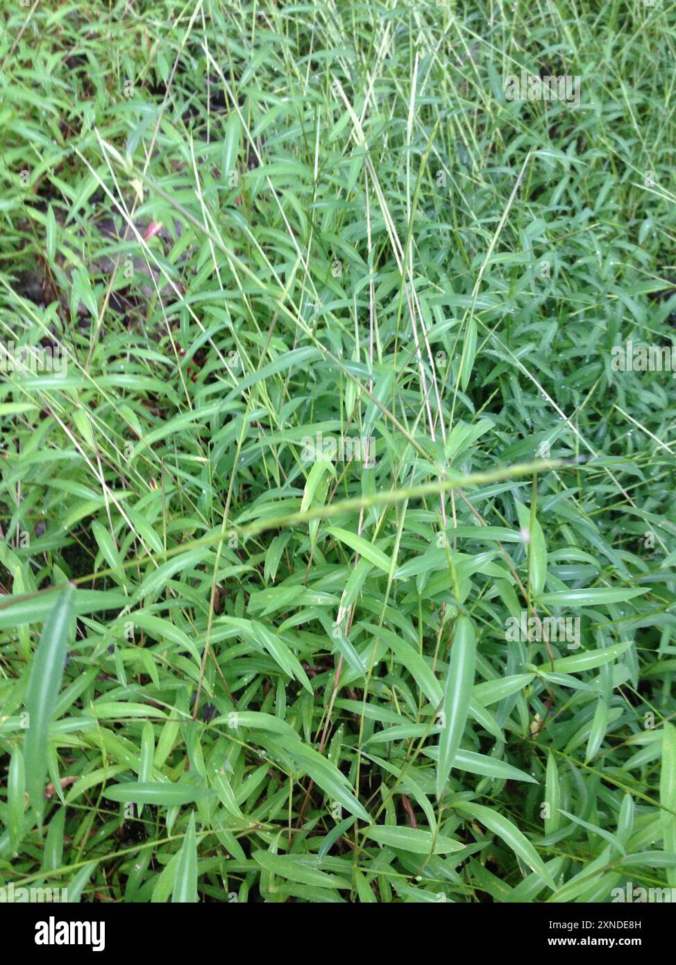 Japanese stiltgrass (Microstegium vimineum) Plantae Stock Photo - Alamy