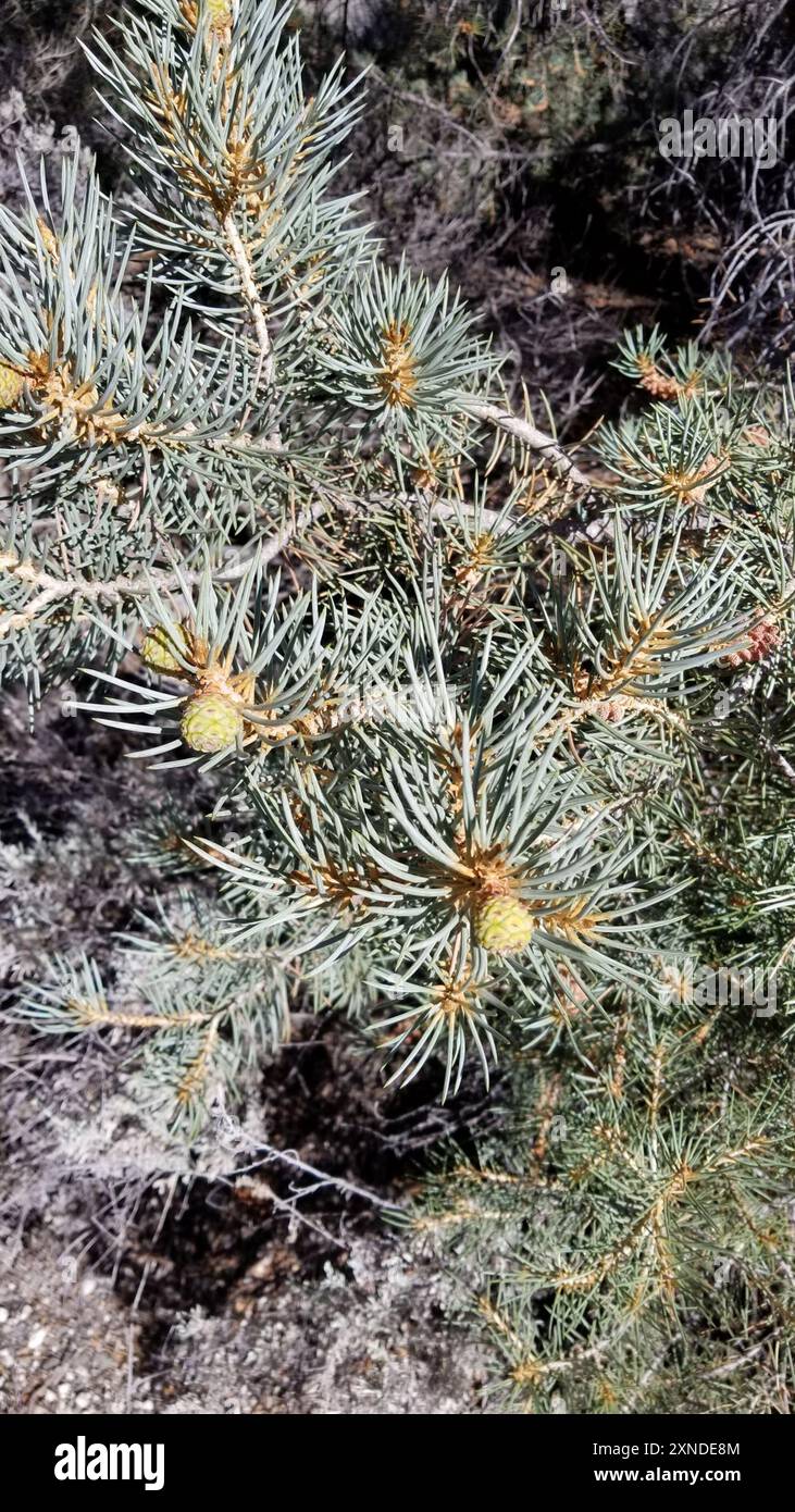 singleleaf pinyon (Pinus monophylla) Plantae Stock Photo - Alamy
