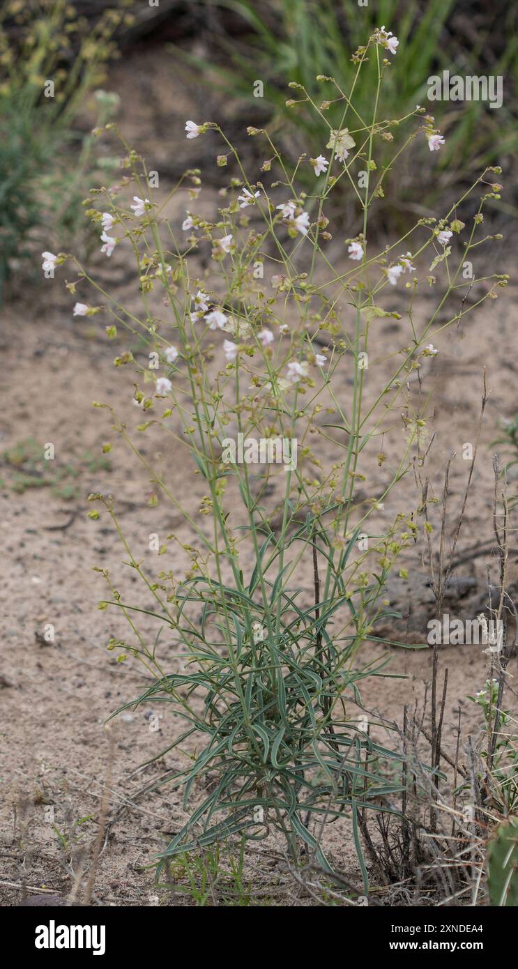 Narrowleaf Four o'Clock (Mirabilis linearis) Plantae Stock Photo - Alamy