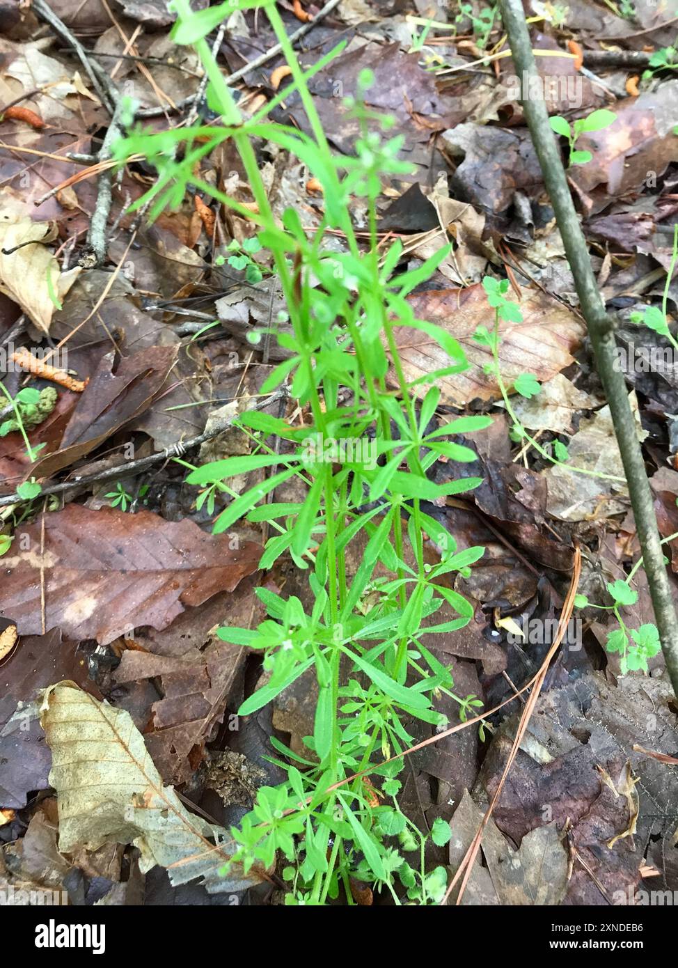catchweed bedstraw (Galium aparine) Plantae Stock Photo - Alamy