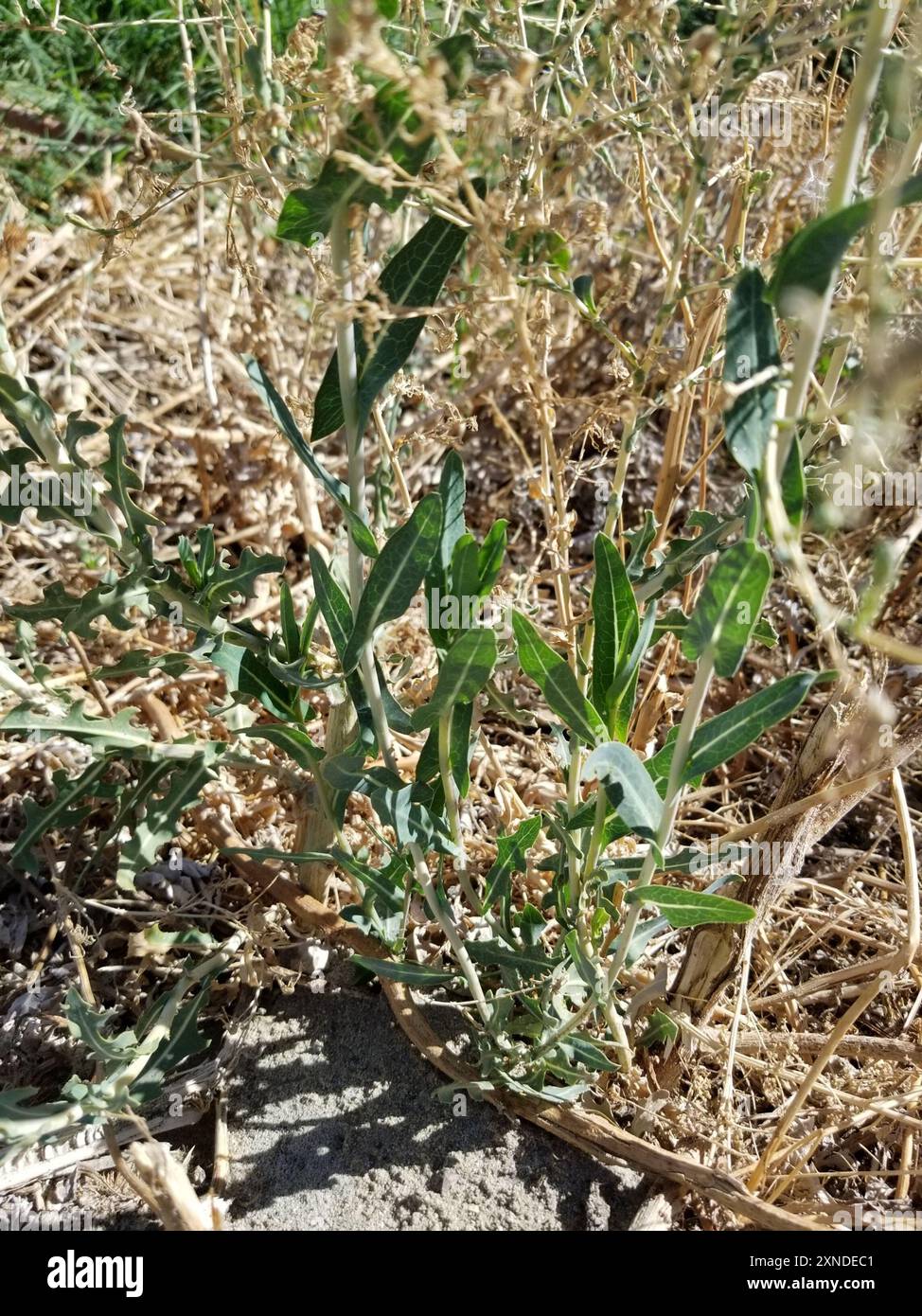 Brownplume Wirelettuce (Stephanomeria pauciflora) Plantae Stock Photo ...