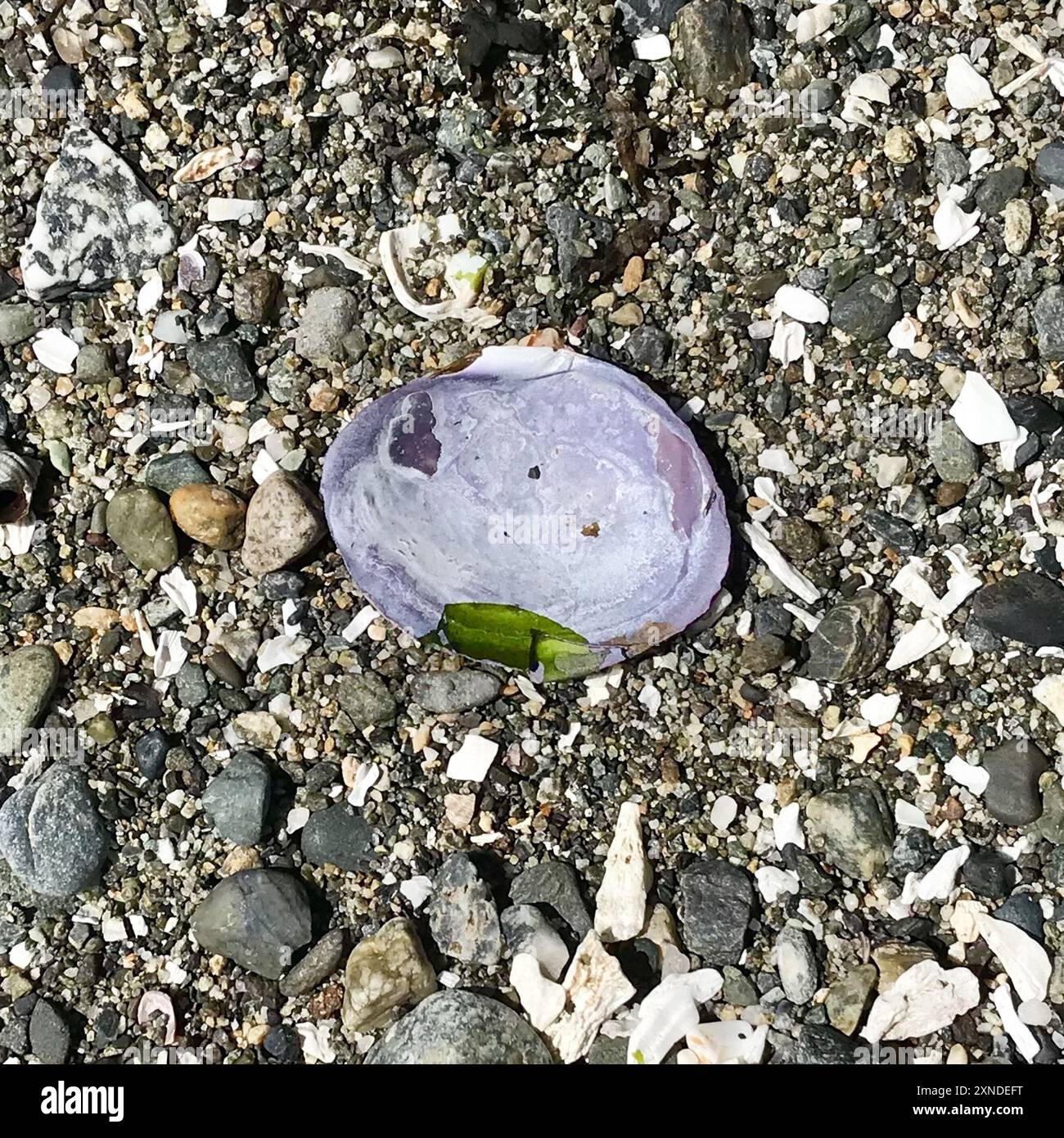 Purple Mahogany Clam (Nuttallia obscurata) Mollusca Stock Photo - Alamy