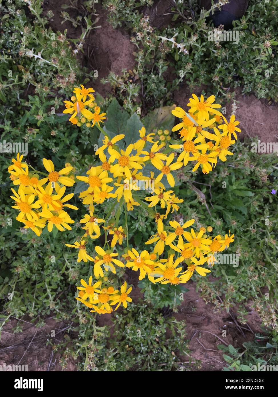 Texas ragwort (Senecio ampullaceus) Plantae Stock Photo - Alamy