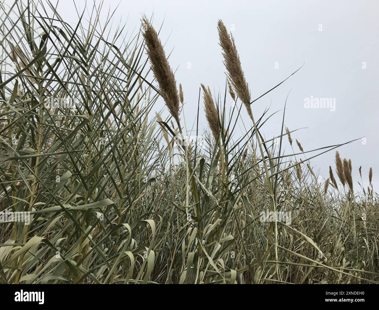 giant reed (Arundo donax) Plantae Stock Photo - Alamy