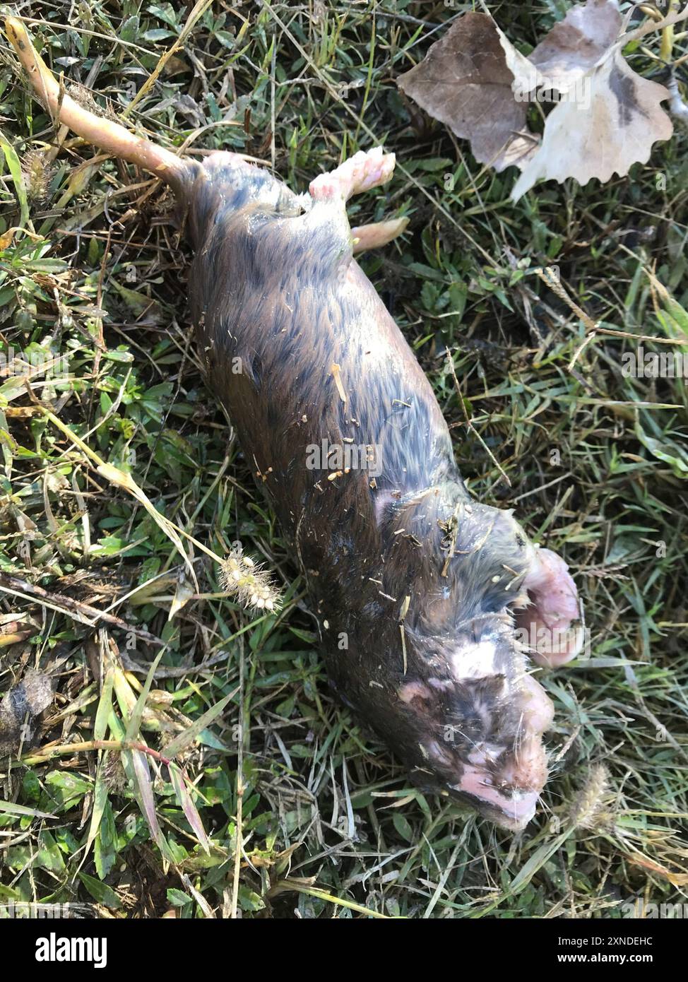 Pocket Gophers (Geomyidae) Mammalia Stock Photo - Alamy