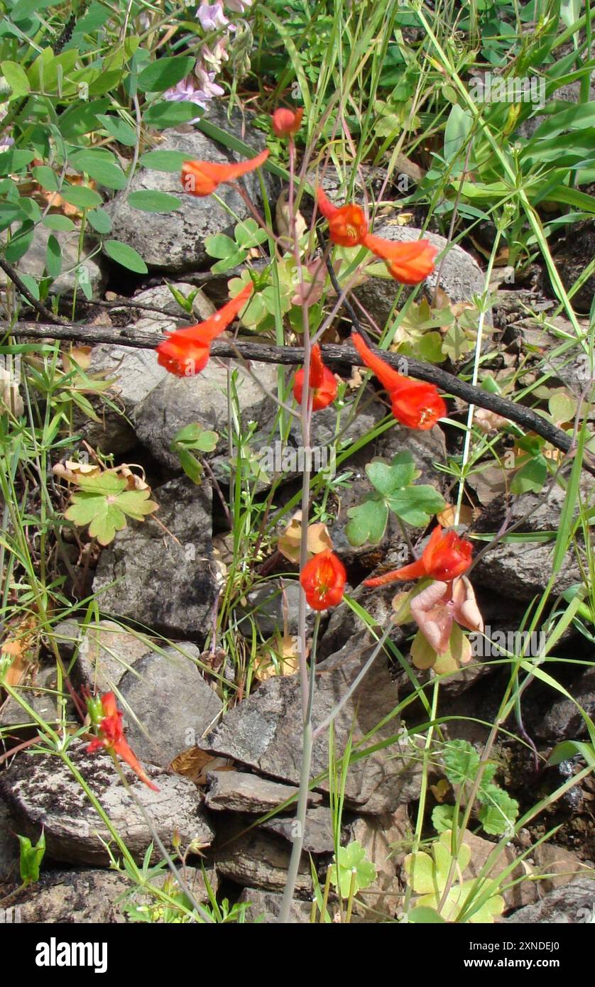 Red larkspur (Delphinium nudicaule) Plantae Stock Photo - Alamy