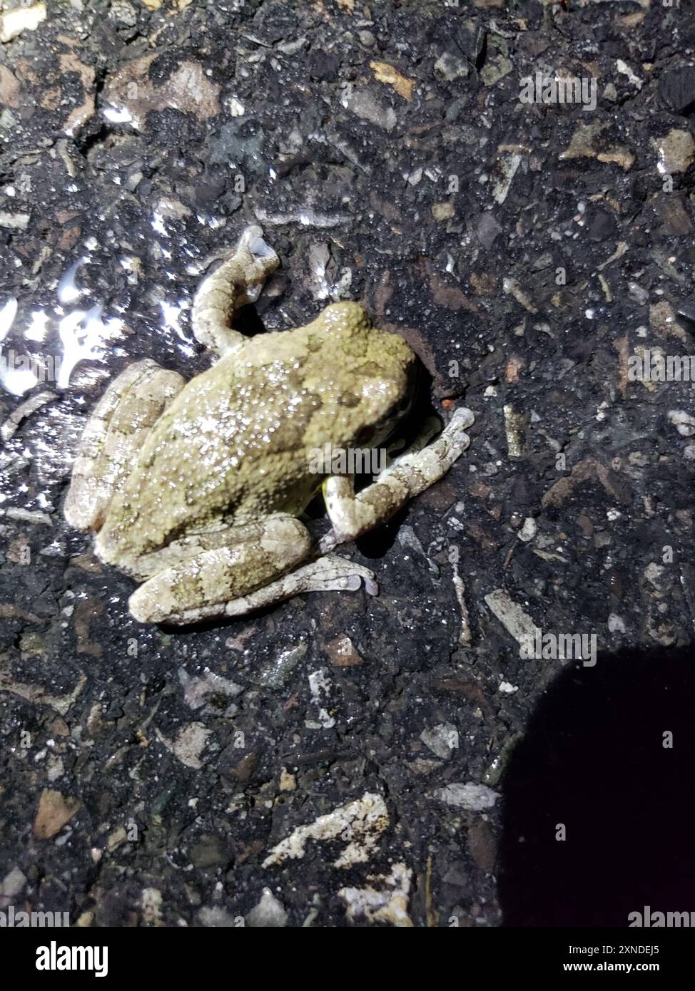 Cope's Gray Treefrog (Hyla chrysoscelis) Amphibia Stock Photo - Alamy