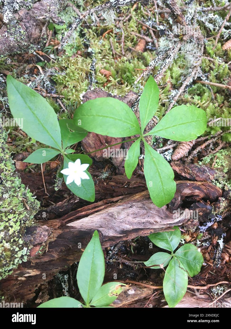northern starflower (Lysimachia borealis) Plantae Stock Photo - Alamy