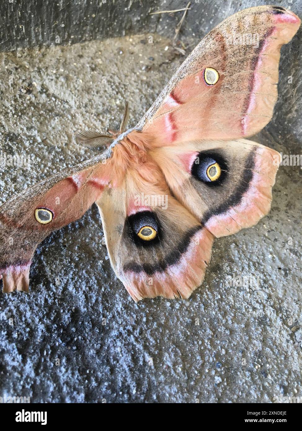 Polyphemus Moth (Antheraea polyphemus) Insecta Stock Photo - Alamy