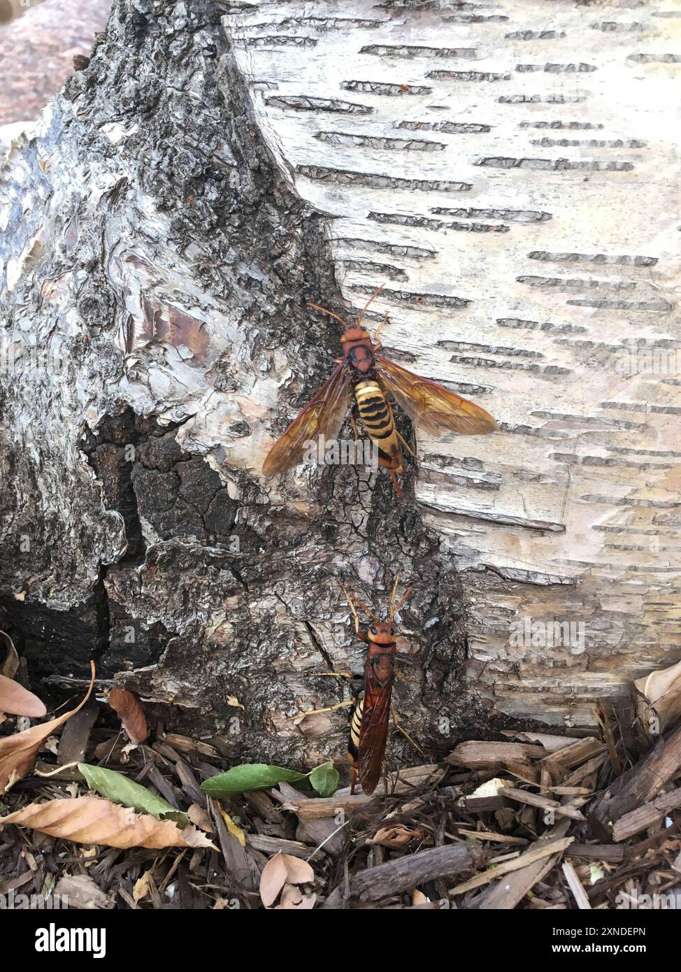 Pigeon Horntail (Tremex columba) Insecta Stock Photo - Alamy