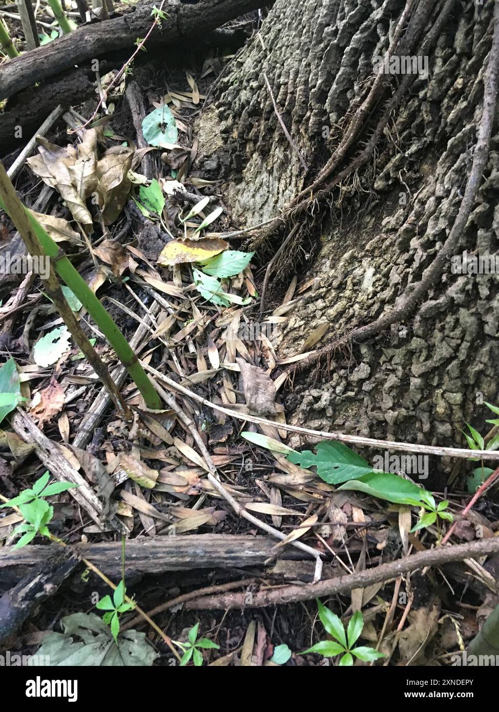 pumpkin ash (Fraxinus profunda) Plantae Stock Photo - Alamy