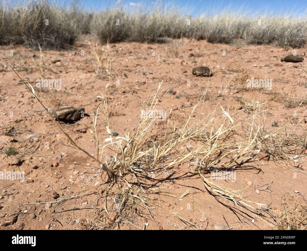Mexican panicgrass (Panicum hirticaule) Plantae Stock Photo - Alamy
