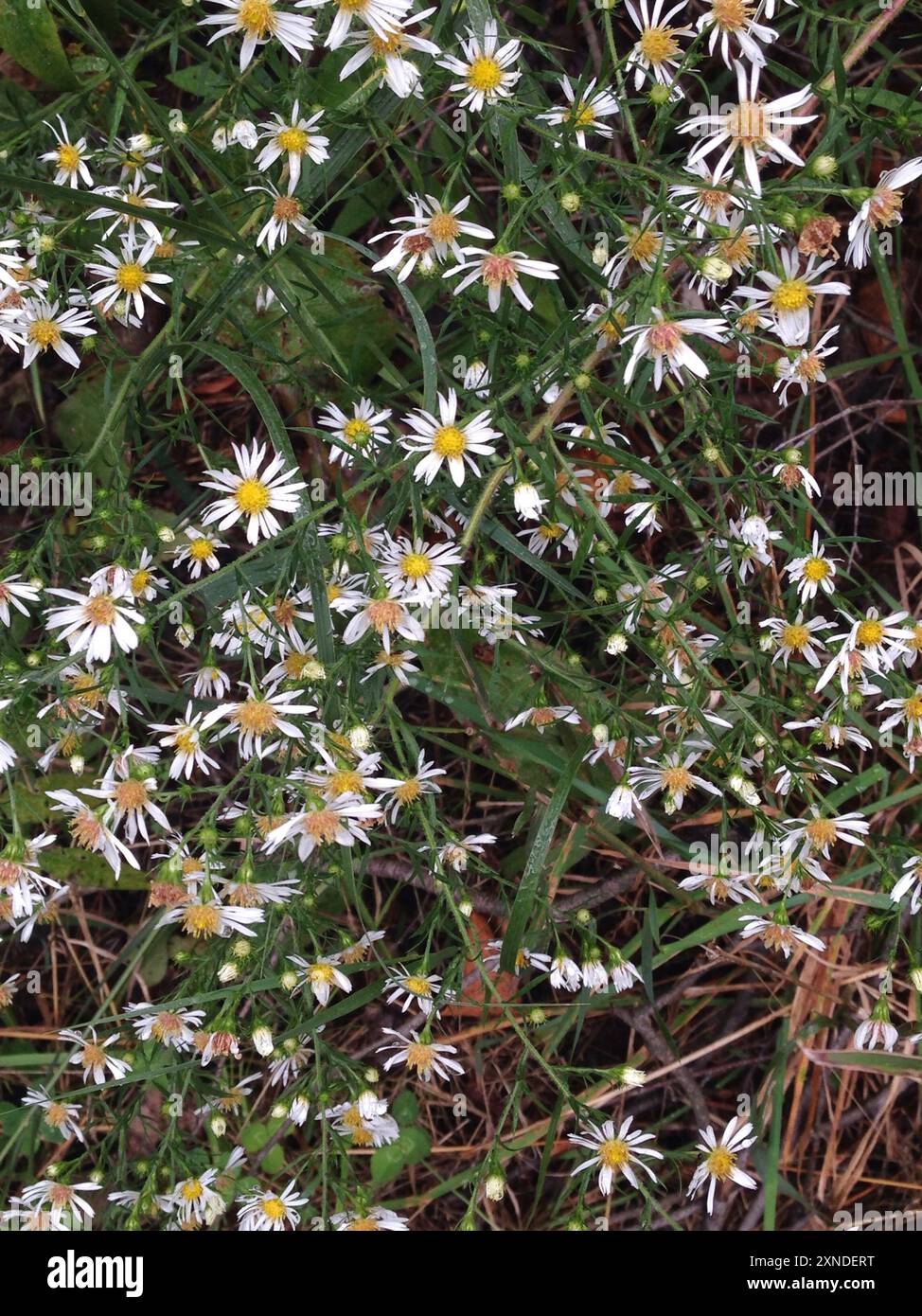 hairy white oldfield aster (Symphyotrichum pilosum) Plantae Stock Photo ...