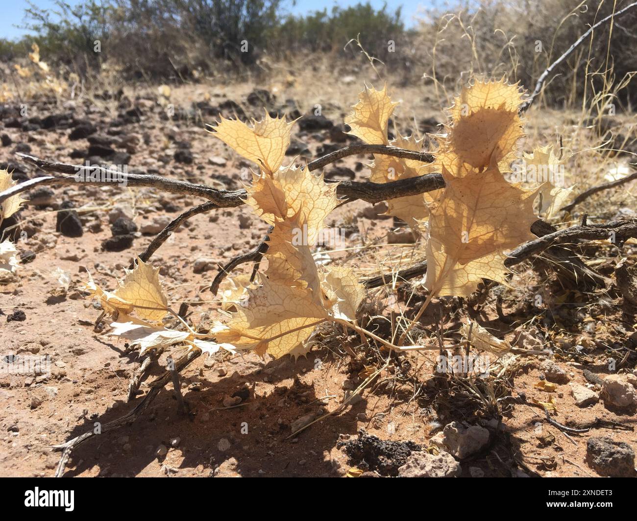 dwarf desert peony (Acourtia nana) Plantae Stock Photo - Alamy