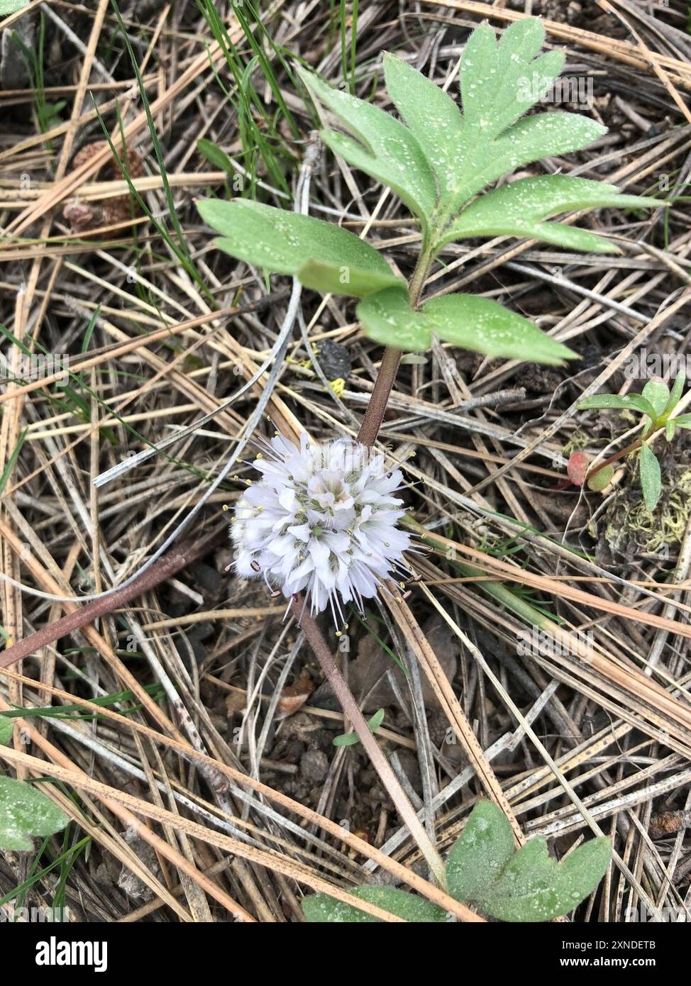ballhead waterleaf (Hydrophyllum capitatum) Plantae Stock Photo - Alamy