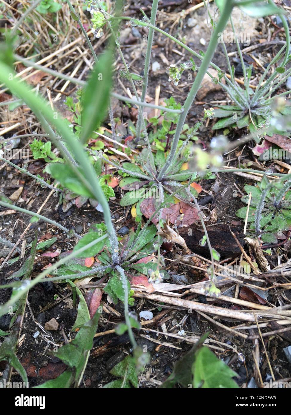 mouse-ear cress (Arabidopsis thaliana) Plantae Stock Photo - Alamy