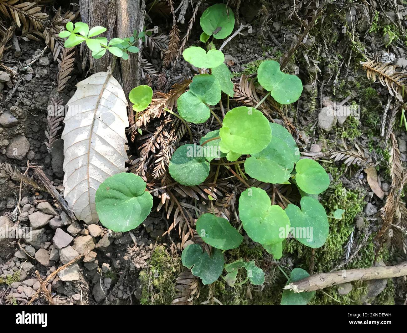 Redwood Violet (Viola sempervirens) Plantae Stock Photo - Alamy