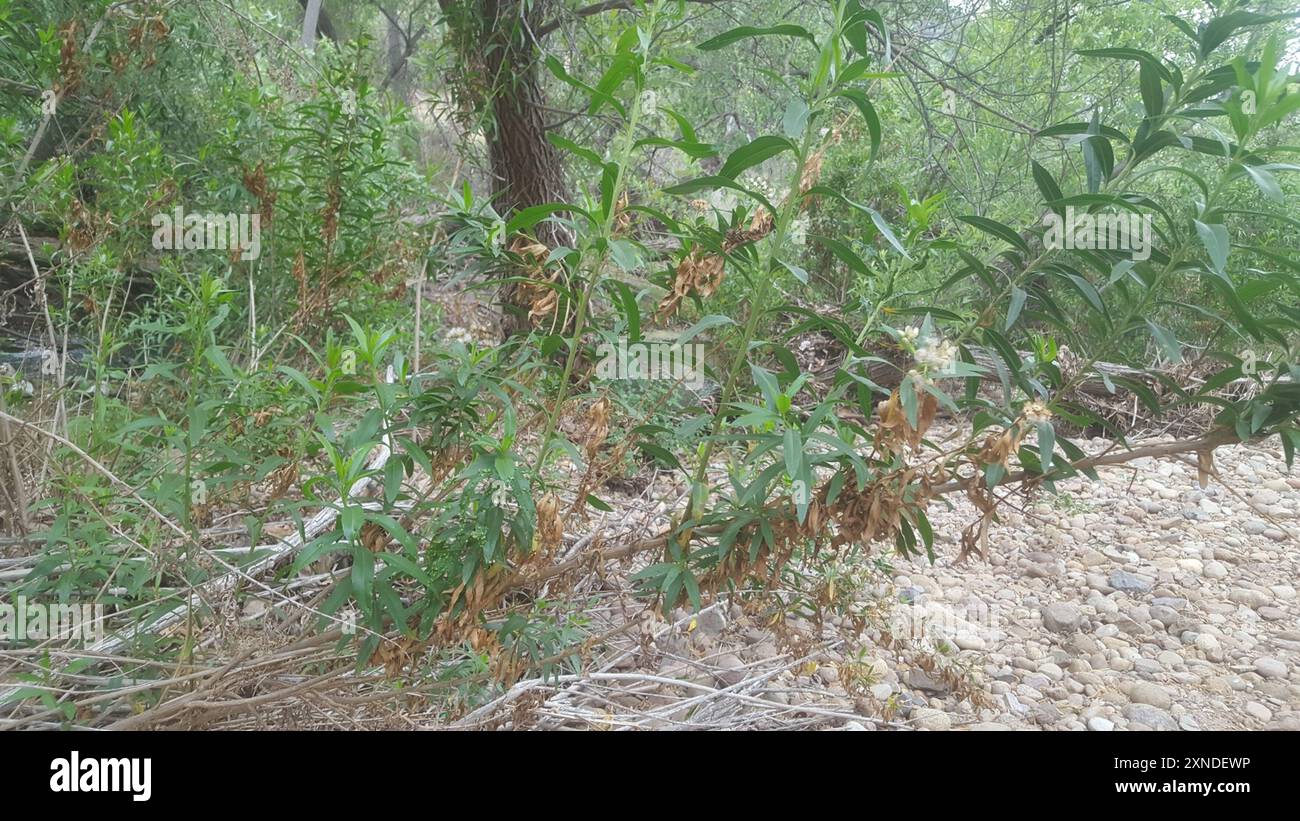 mule fat (Baccharis salicifolia) Plantae Stock Photo - Alamy