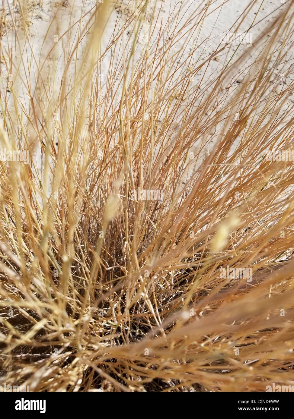 Big Galleta (Hilaria rigida) Plantae Stock Photo - Alamy