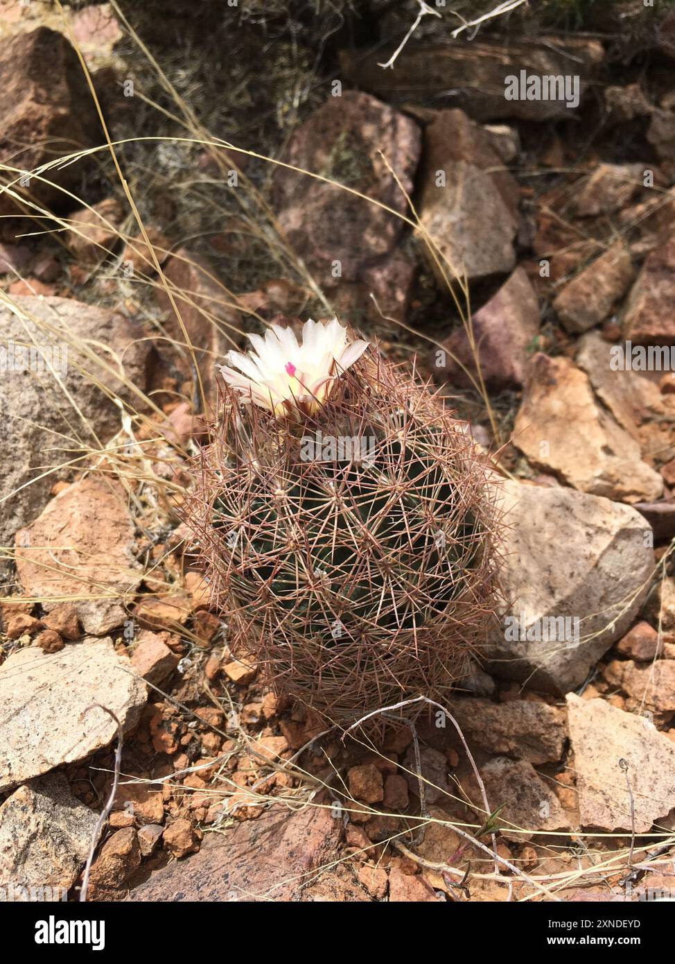 Woven-spine Pineapple Cactus (Echinomastus intertextus) Plantae Stock ...