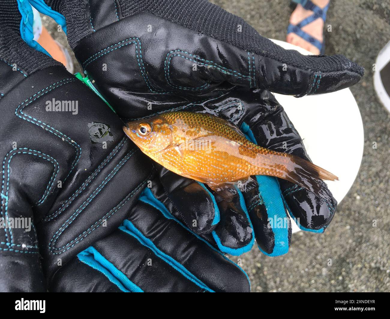 Kelp Surfperch (Brachyistius frenatus) Actinopterygii Stock Photo - Alamy