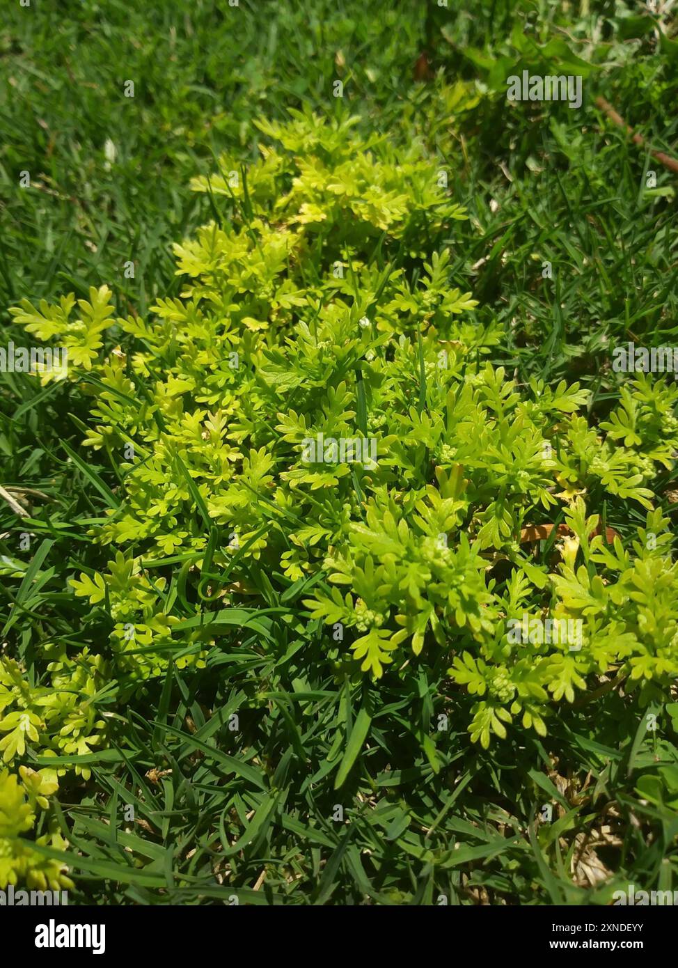 Common Cotula (Cotula australis) Plantae Stock Photo - Alamy