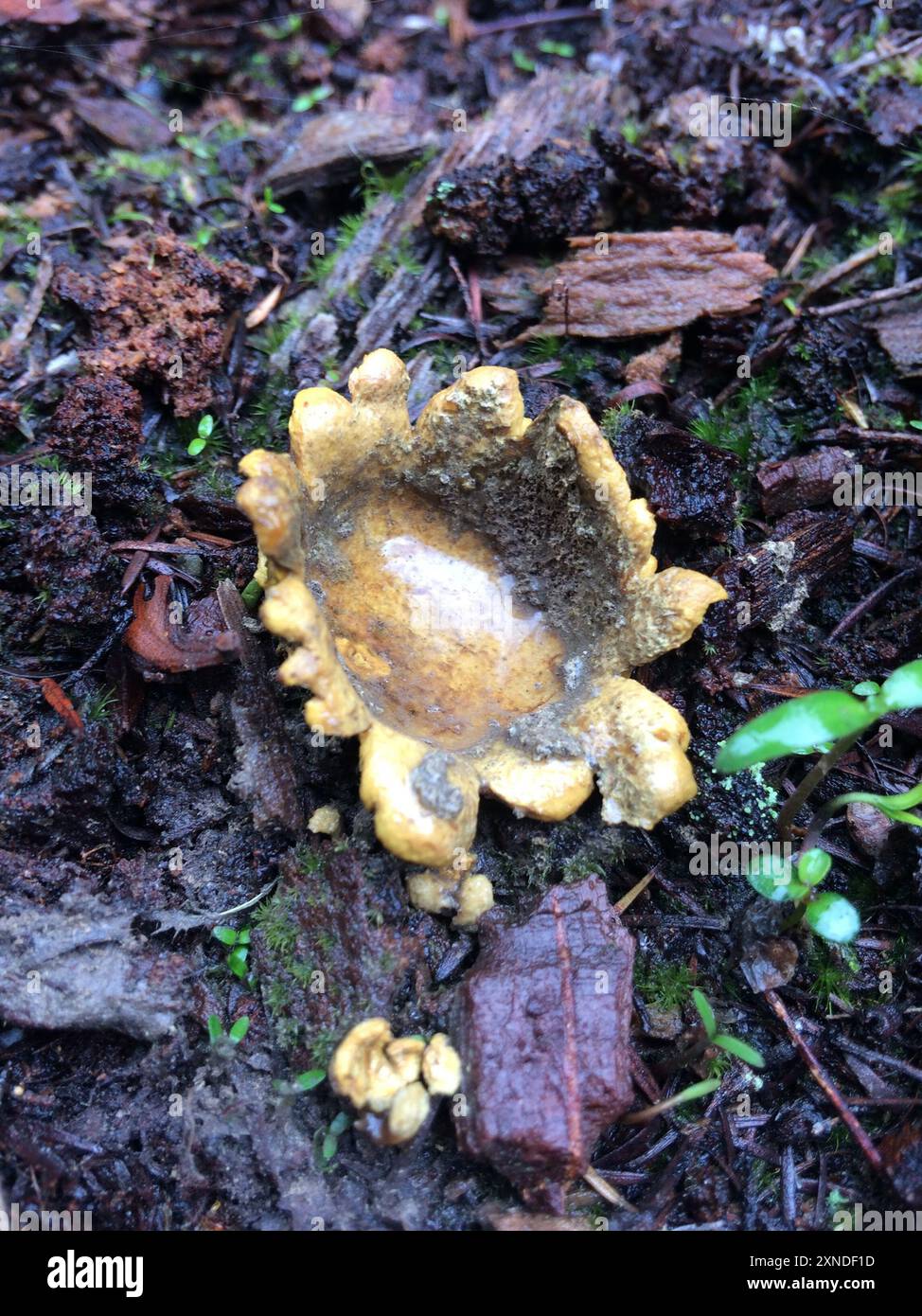 earthballs (Scleroderma) Fungi Stock Photo - Alamy