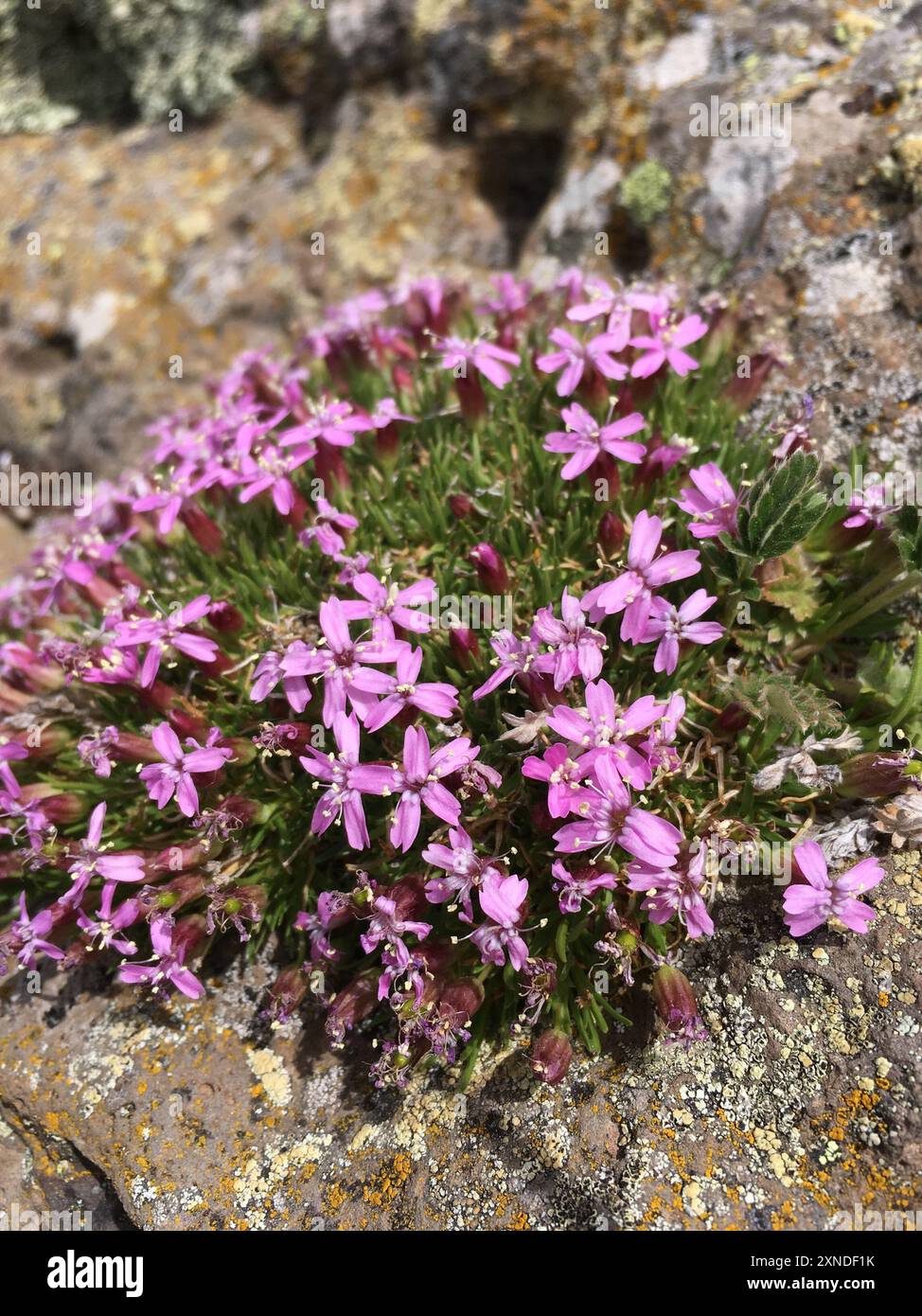 Moss Campion (Silene acaulis) Plantae Stock Photo - Alamy