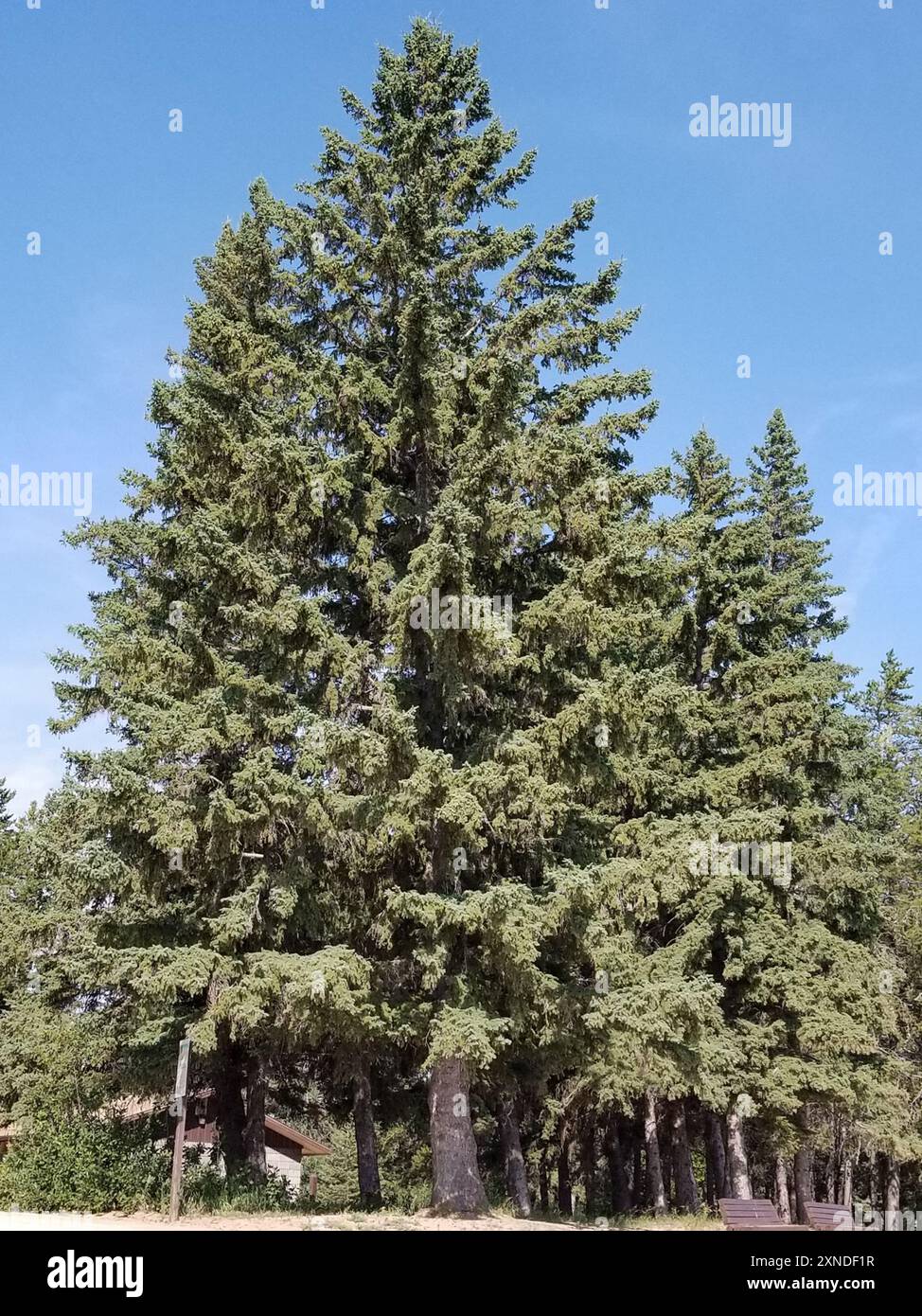 conifers (Pinales) Plantae Stock Photo - Alamy