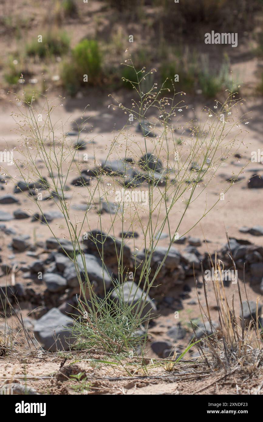 Narrowleaf Four o'Clock (Mirabilis linearis) Plantae Stock Photo - Alamy