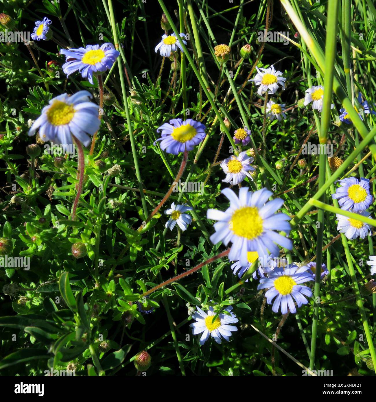(Felicia amoena latifolia) Plantae Stock Photo - Alamy
