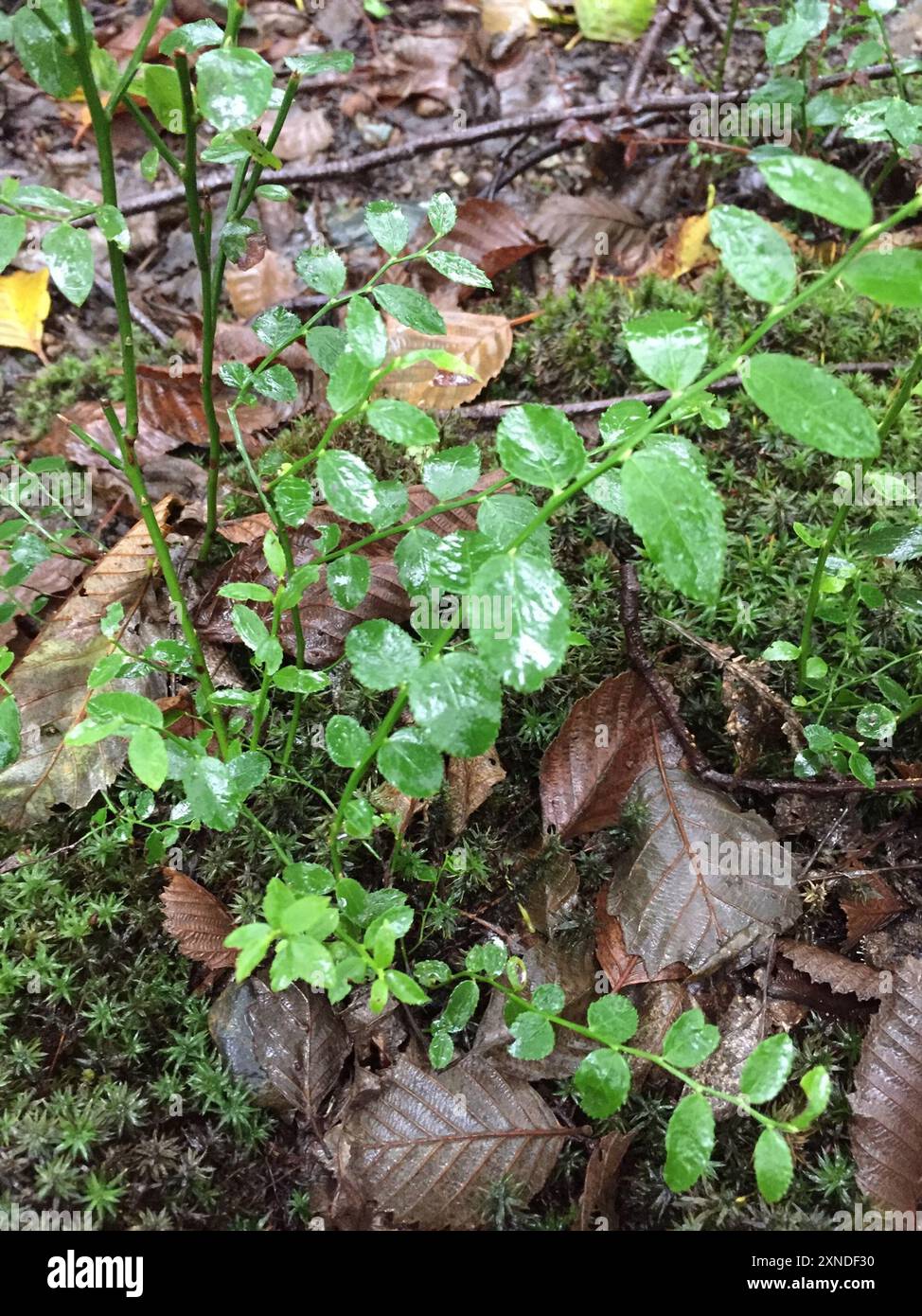 Red Huckleberry (Vaccinium parvifolium) Plantae Stock Photo - Alamy