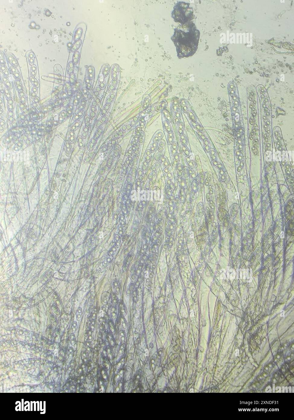 Copper Penny Fungus (Pachyella clypeata) Fungi Stock Photo - Alamy