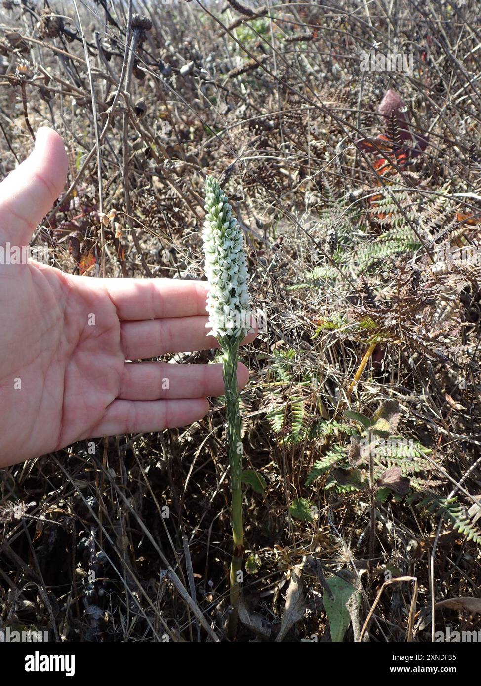 Point Reyes rein-orchid (Platanthera elegans decurtata) Plantae Stock ...