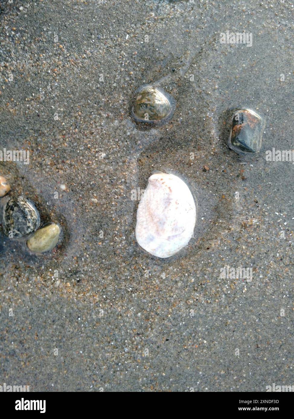 Common Atlantic Slippersnail (Crepidula fornicata) Mollusca Stock Photo ...