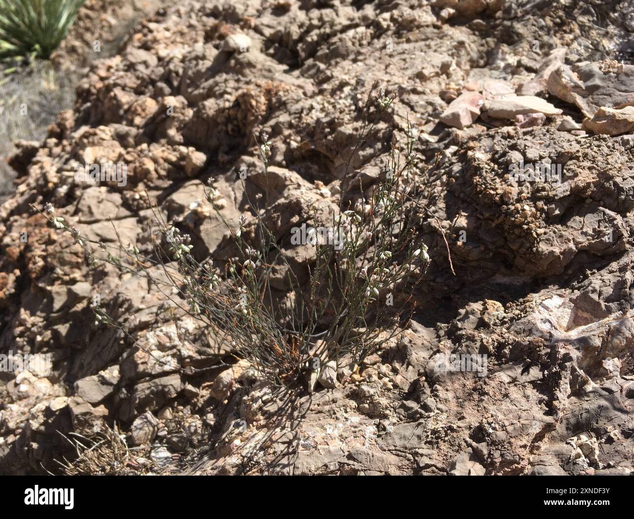 Broom Milkwort (Polygala scoparioides) Plantae Stock Photo - Alamy