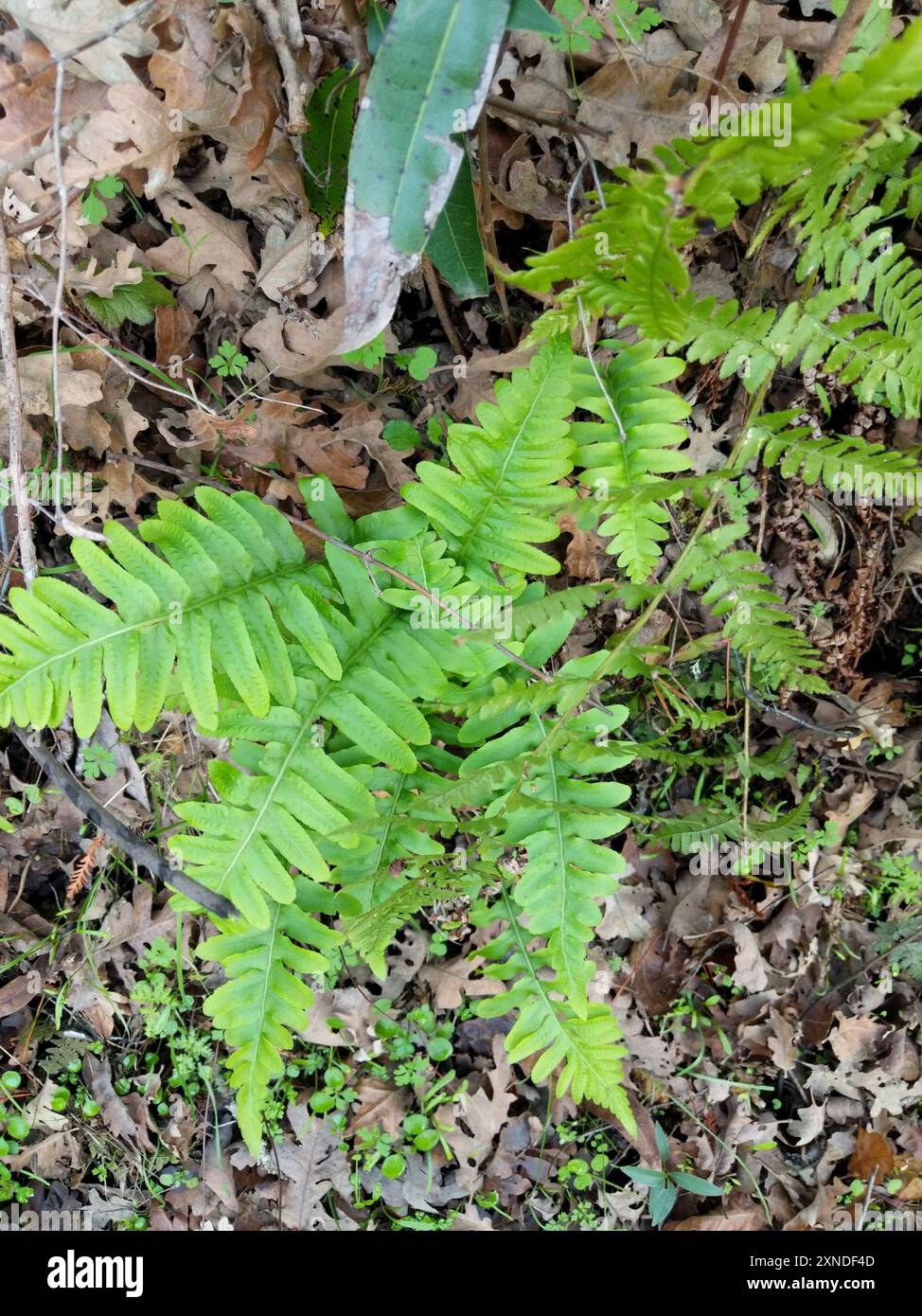 polypody ferns (Polypodium) Plantae Stock Photo - Alamy