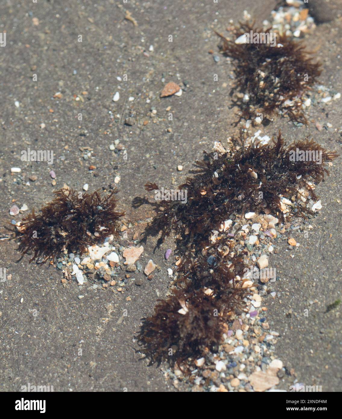 red algae (Rhodophyta) Plantae Stock Photo - Alamy